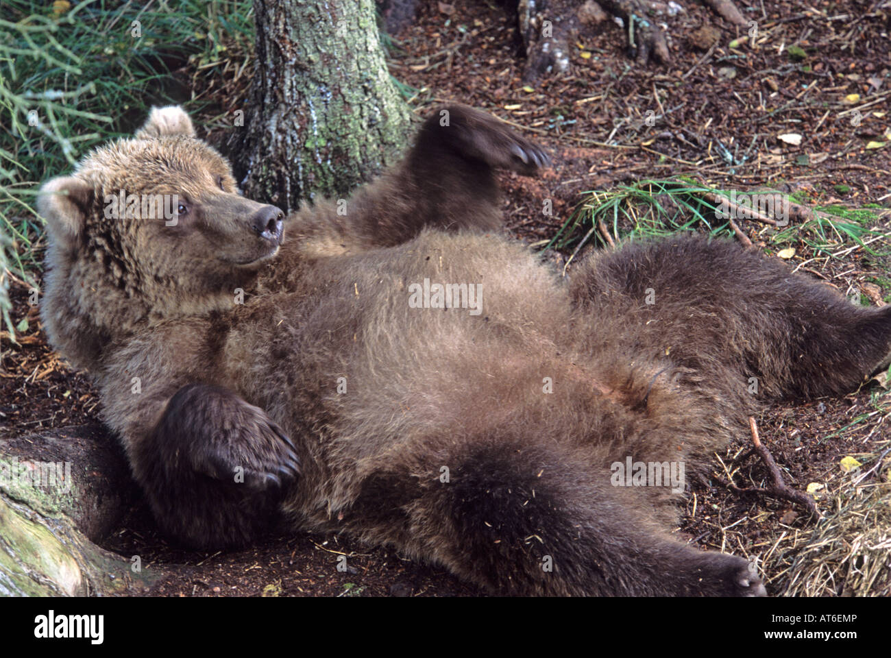 Stock photo of an Alaskan brown bear boar resting on his back in the ...