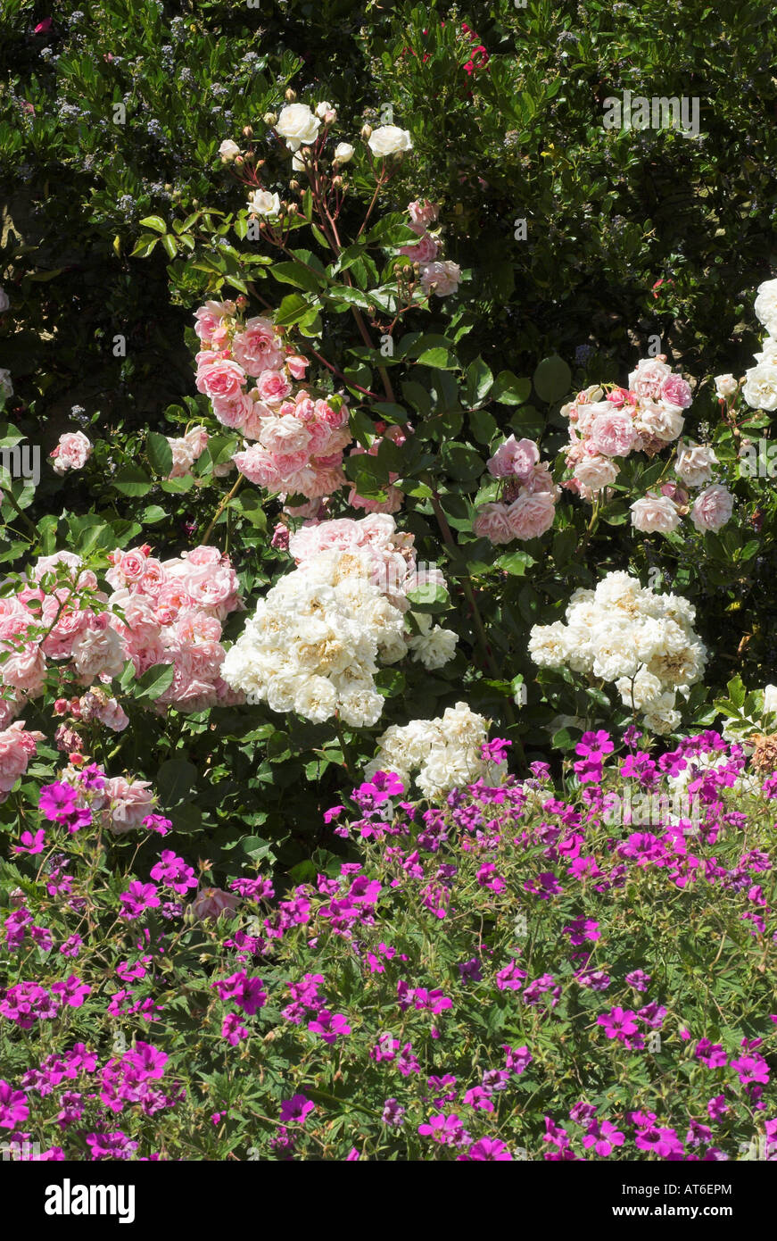 Roses in Garden at Mellerstain House Scottish Borders Stock Photo - Alamy