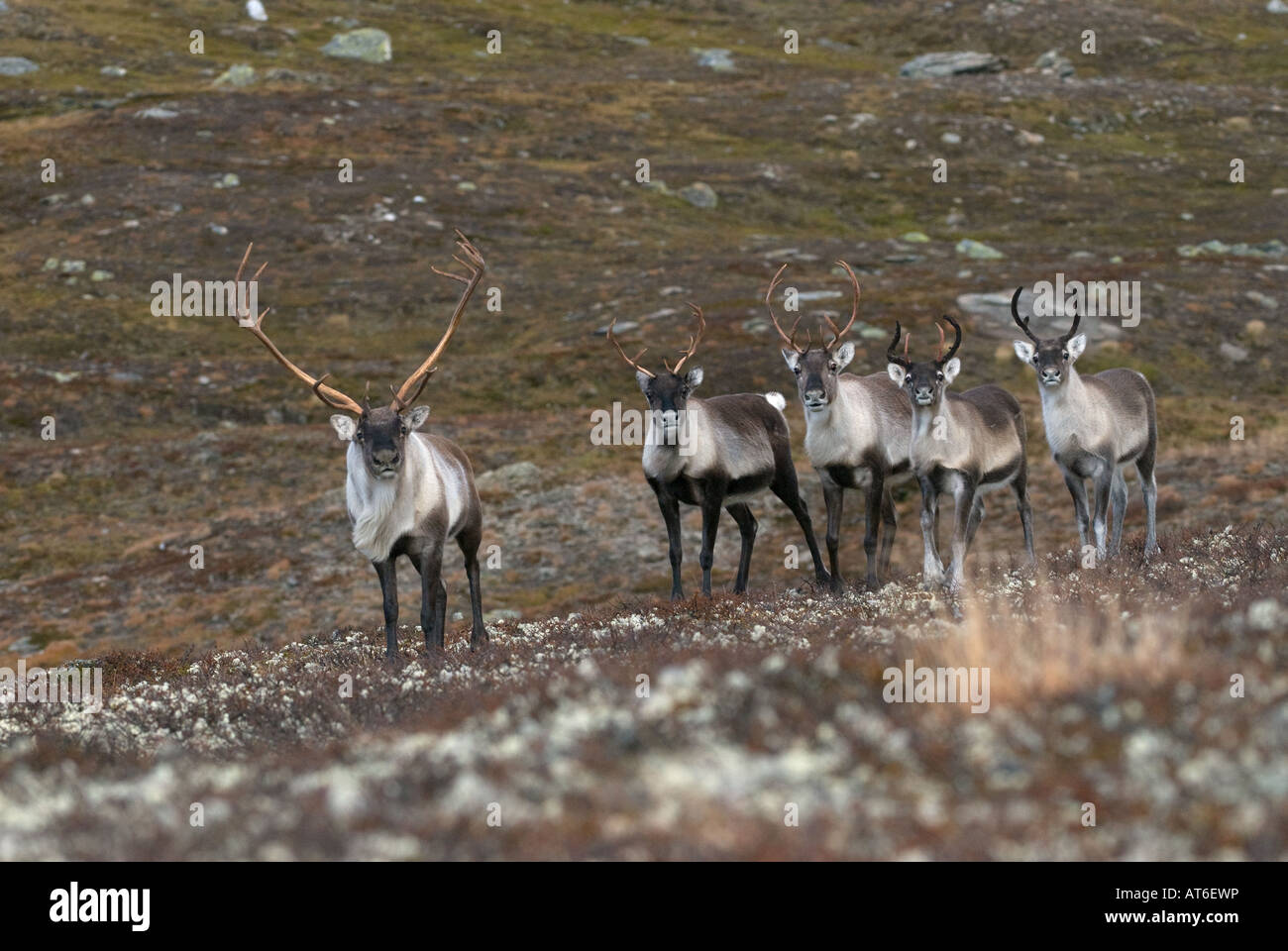 Reindeer (Rangifer tarandus) male with hinds and yearlings Stock Photo ...