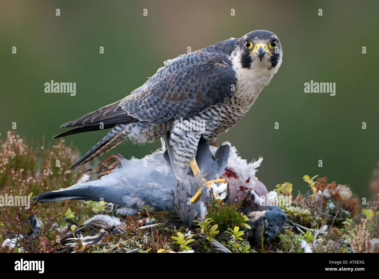 Peregrine Falcon (Falco perigrinus) feeding on Wood Pigeon Stock Photo ...