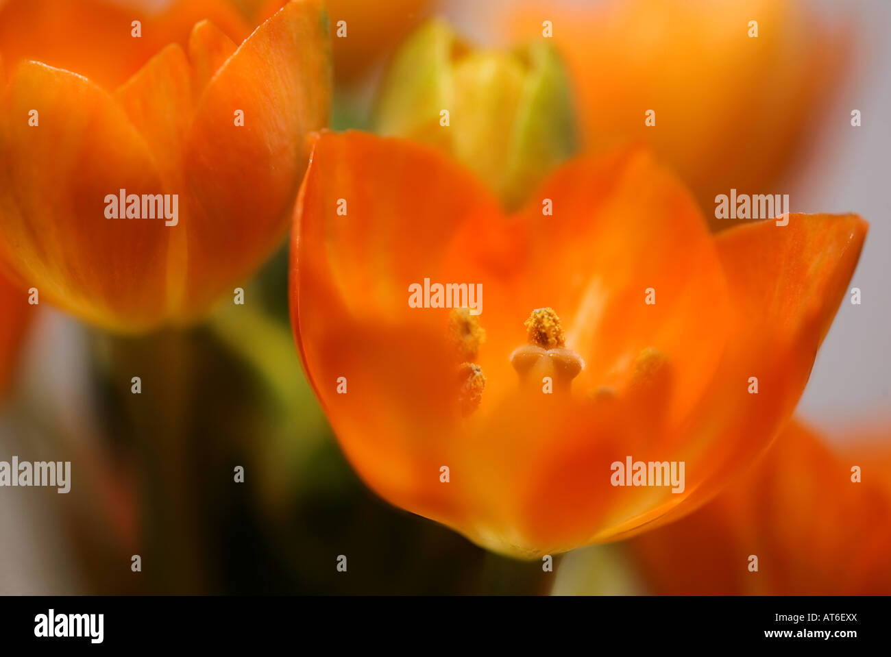 Macro of Chincherinchee flowers (ornithogalum dubium Stock Photo - Alamy
