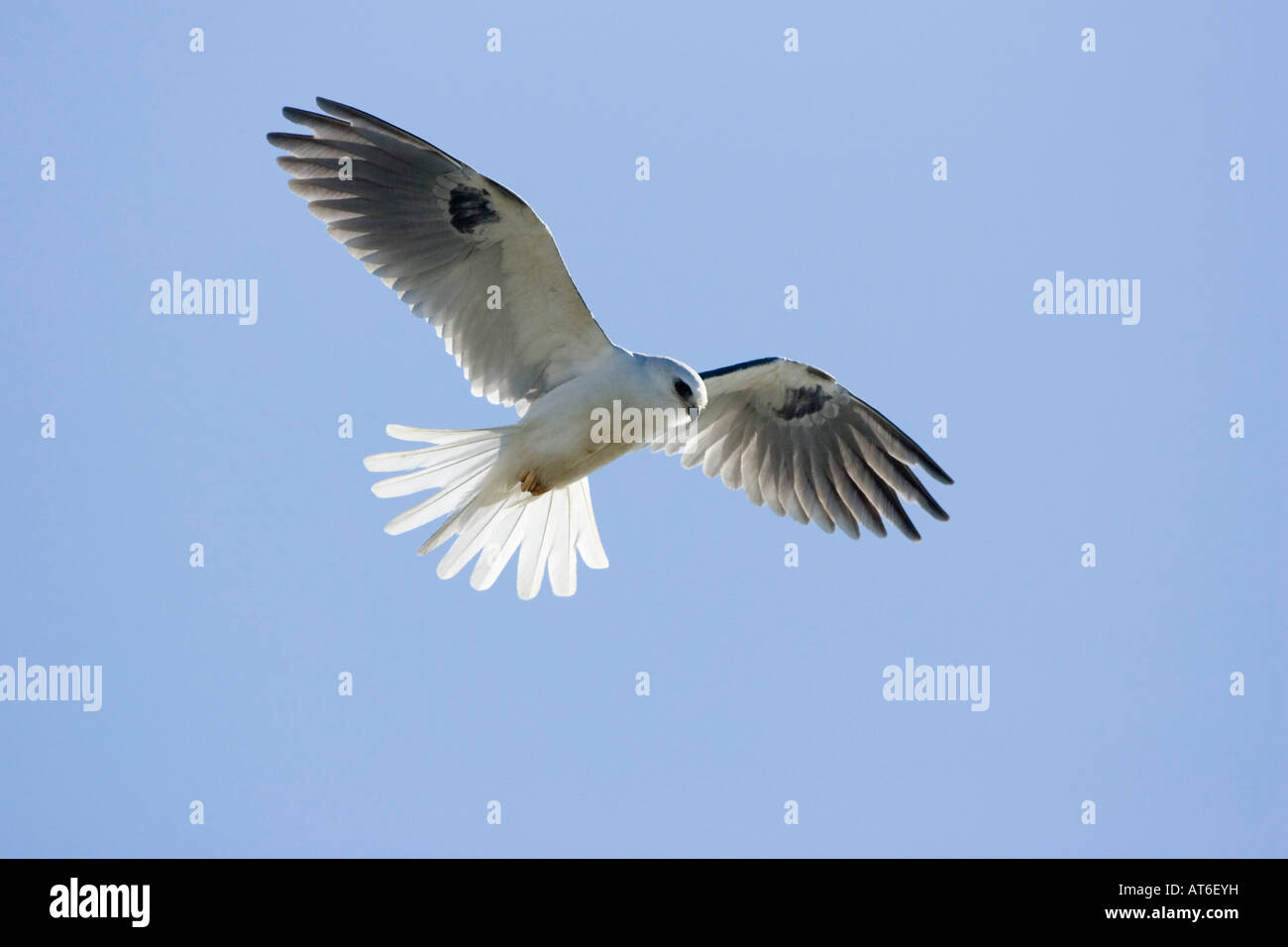 White-tailed Kite Elanus leucurus in flight Stock Photo - Alamy