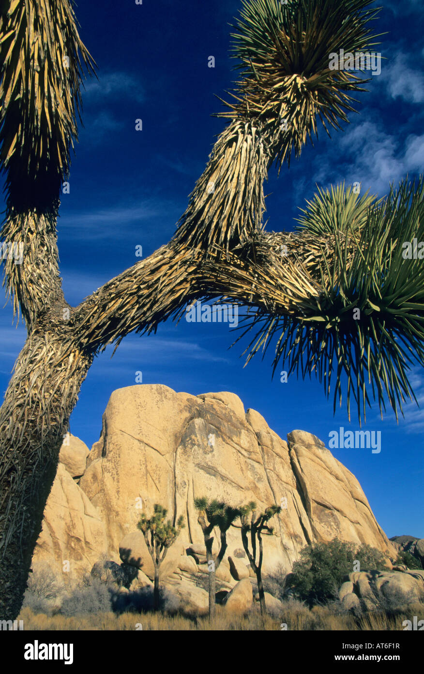 Joshua Tree National Park, Granite and desert plants, California Stock ...