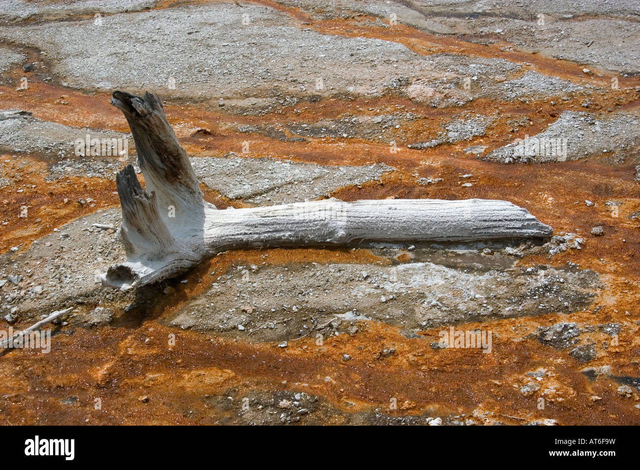 A dead tree lies in Lower Geyser Basin Fountain Geyser in Yellowstone ...