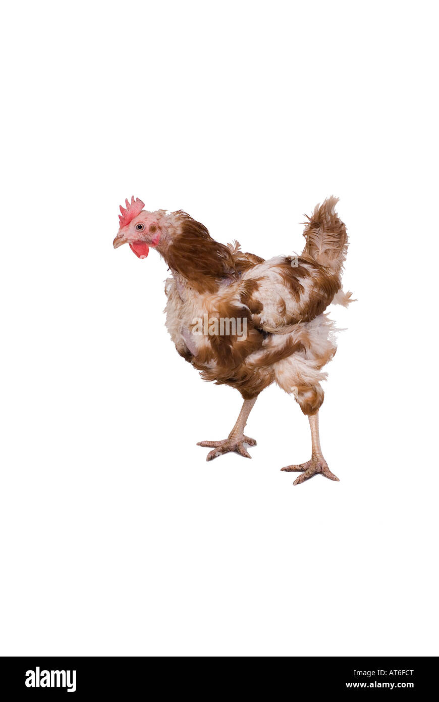 Farmed chickens hi-res stock photography and images - Alamy