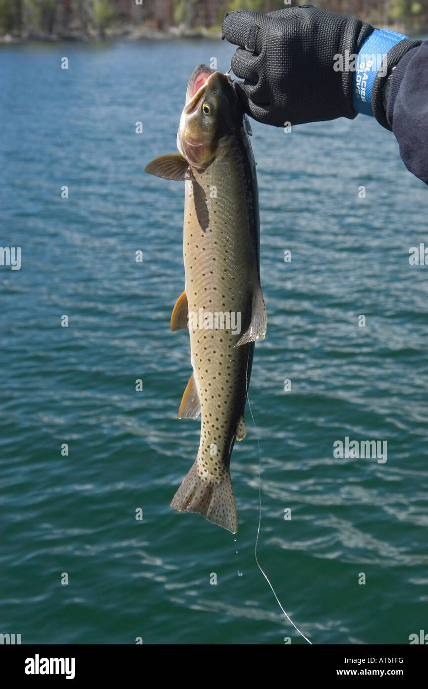 Yellowstone cutthroat trout hi-res stock photography and images - Alamy