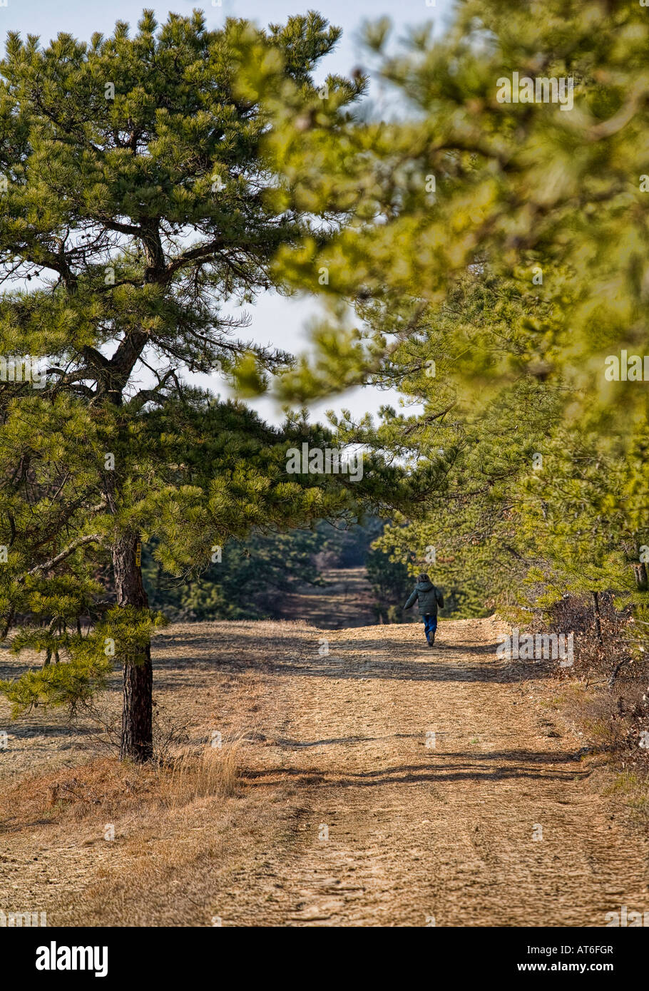 young boy running away along a rural path through the woods amongst the ...