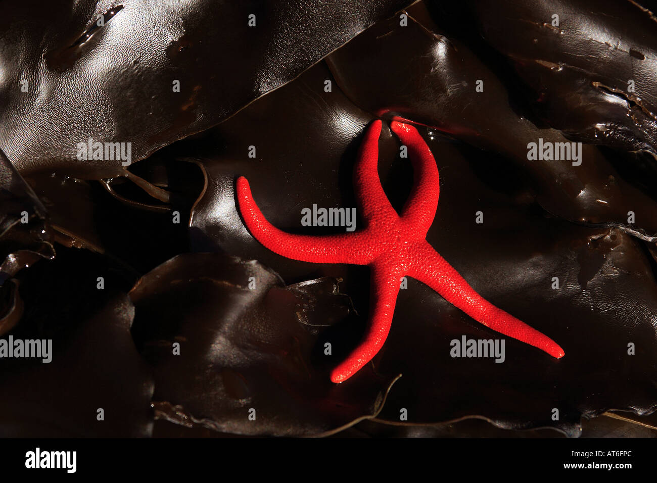 Blood starfish henricia sanguinolenta hi-res stock photography and ...