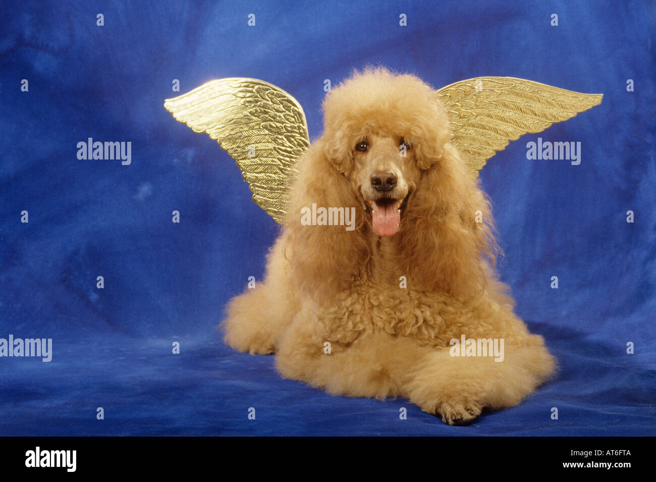 Angelss High Resolution Stock Photography and Images - Alamy
