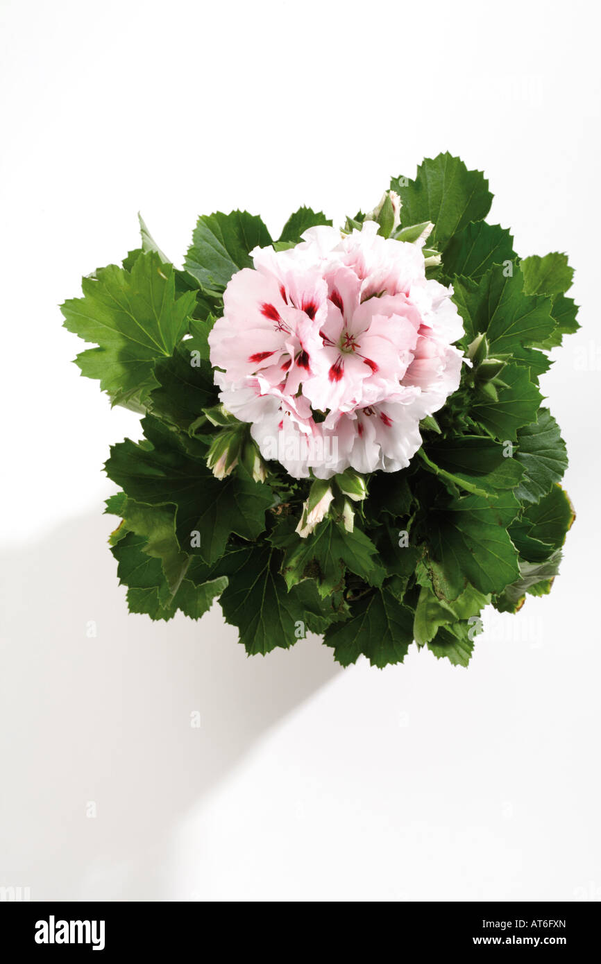 Geranium indoor plant hi-res stock photography and images - Alamy
