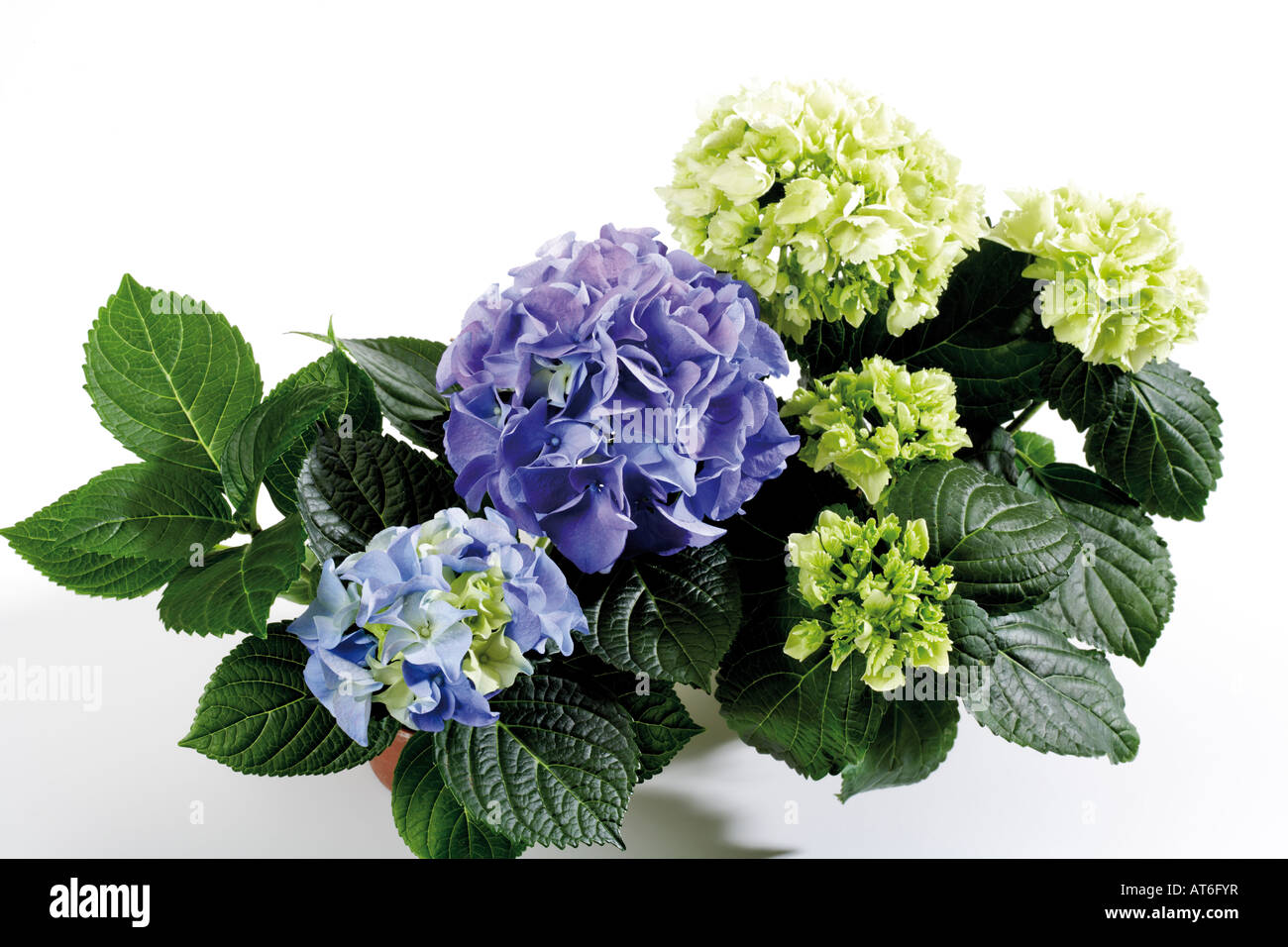 Hydrangea without leaves hi-res stock photography and images - Alamy