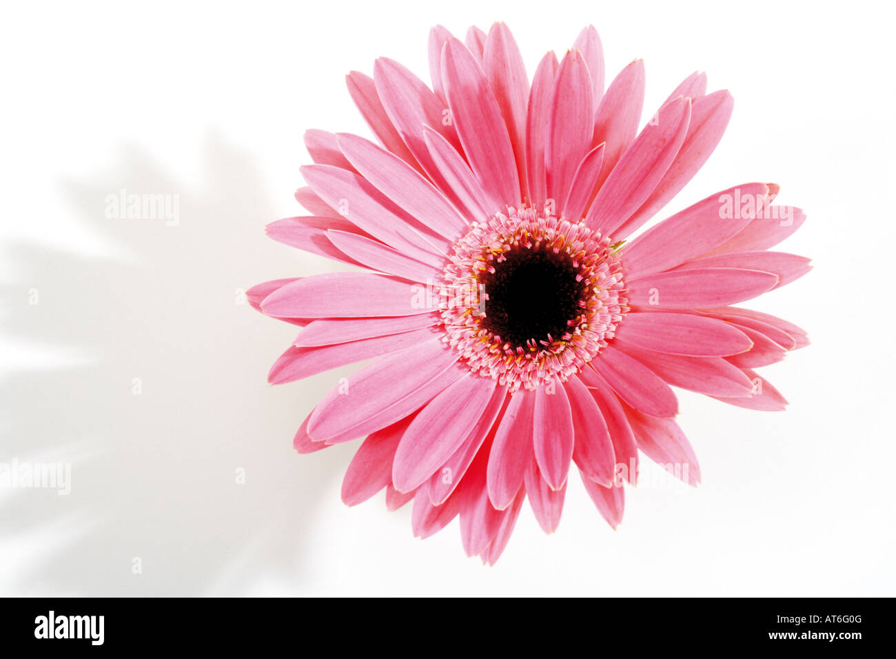 Gerbera series hi-res stock photography and images - Alamy