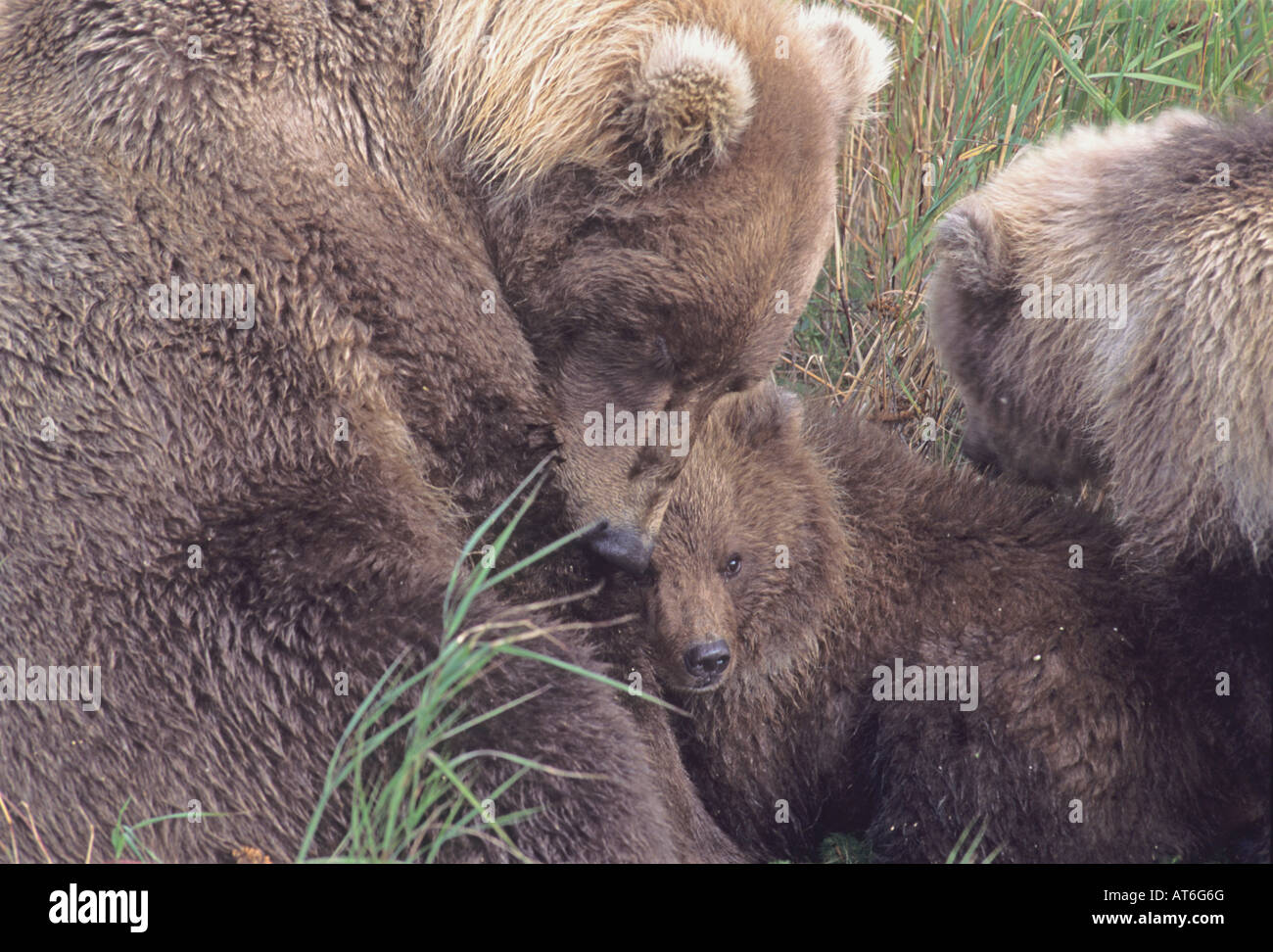 Alaska bear cuddling hi-res stock photography and images - Alamy