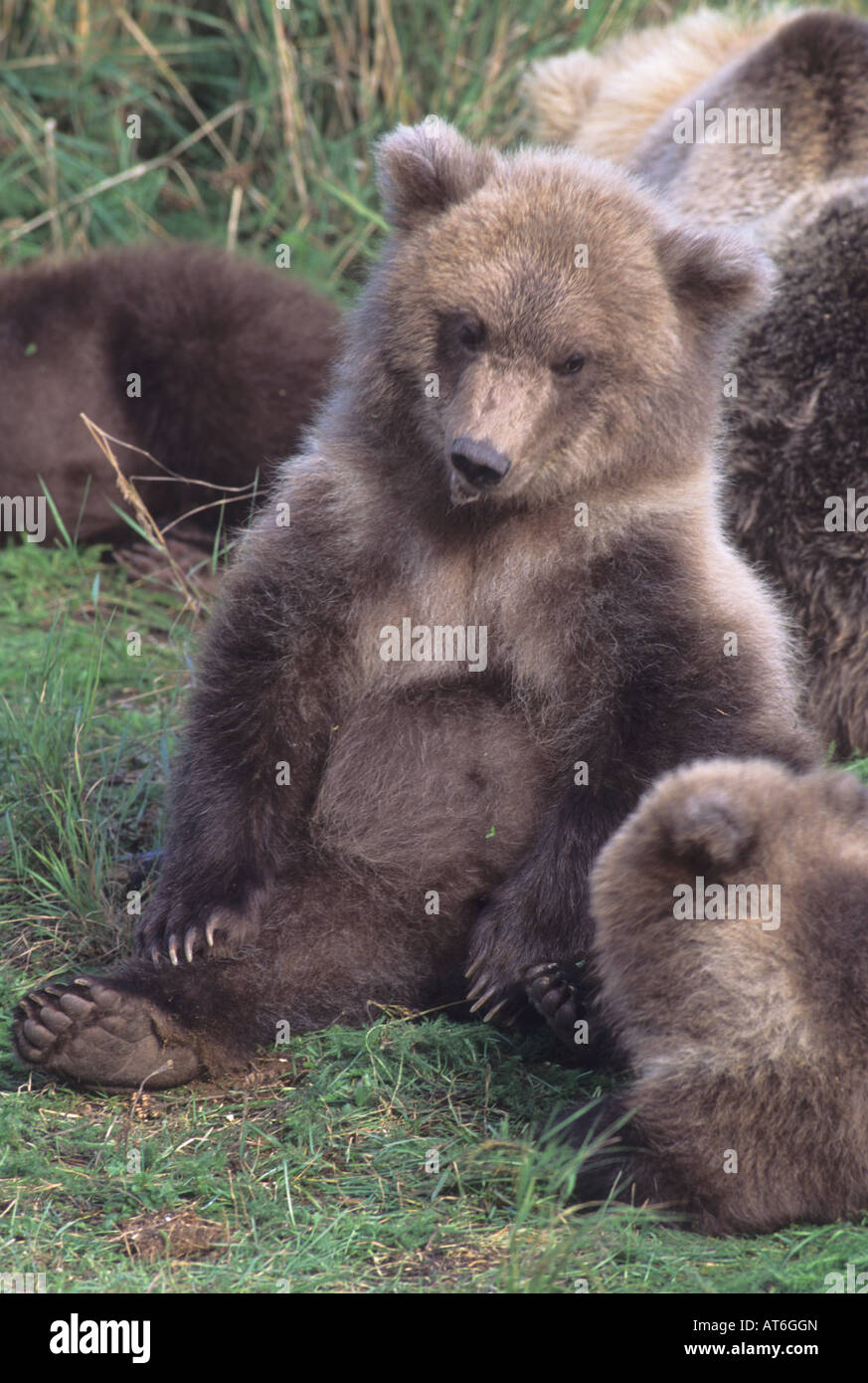 Stock photo of two bear cubs sitting together, Katmai National Park ...