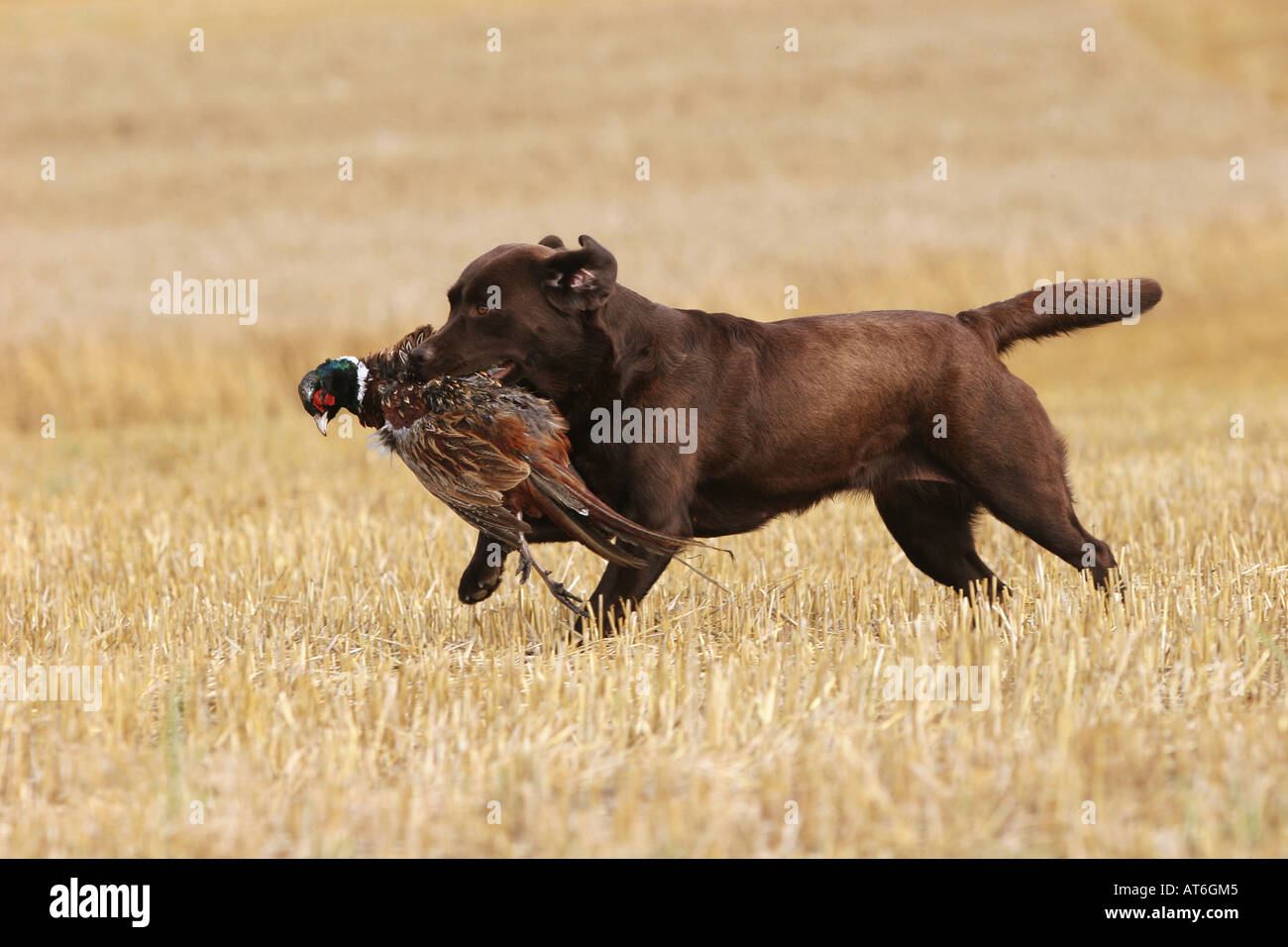 Labrador Retriever Retrieving Pheasant High Resolution Stock ...