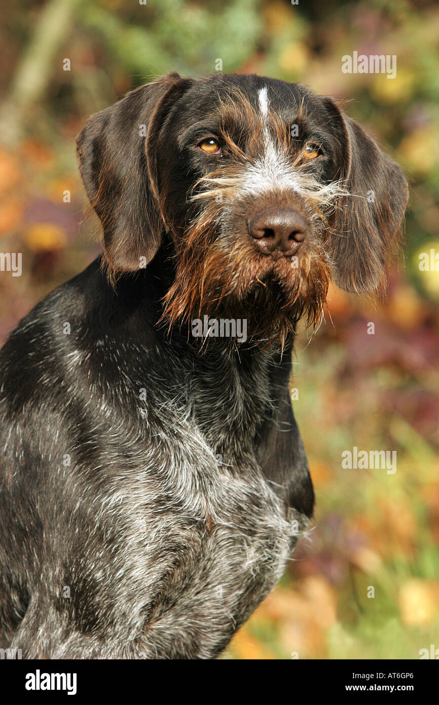 German Wirehaired Pointer. Portrait of adult dog Stock Photo - Alamy