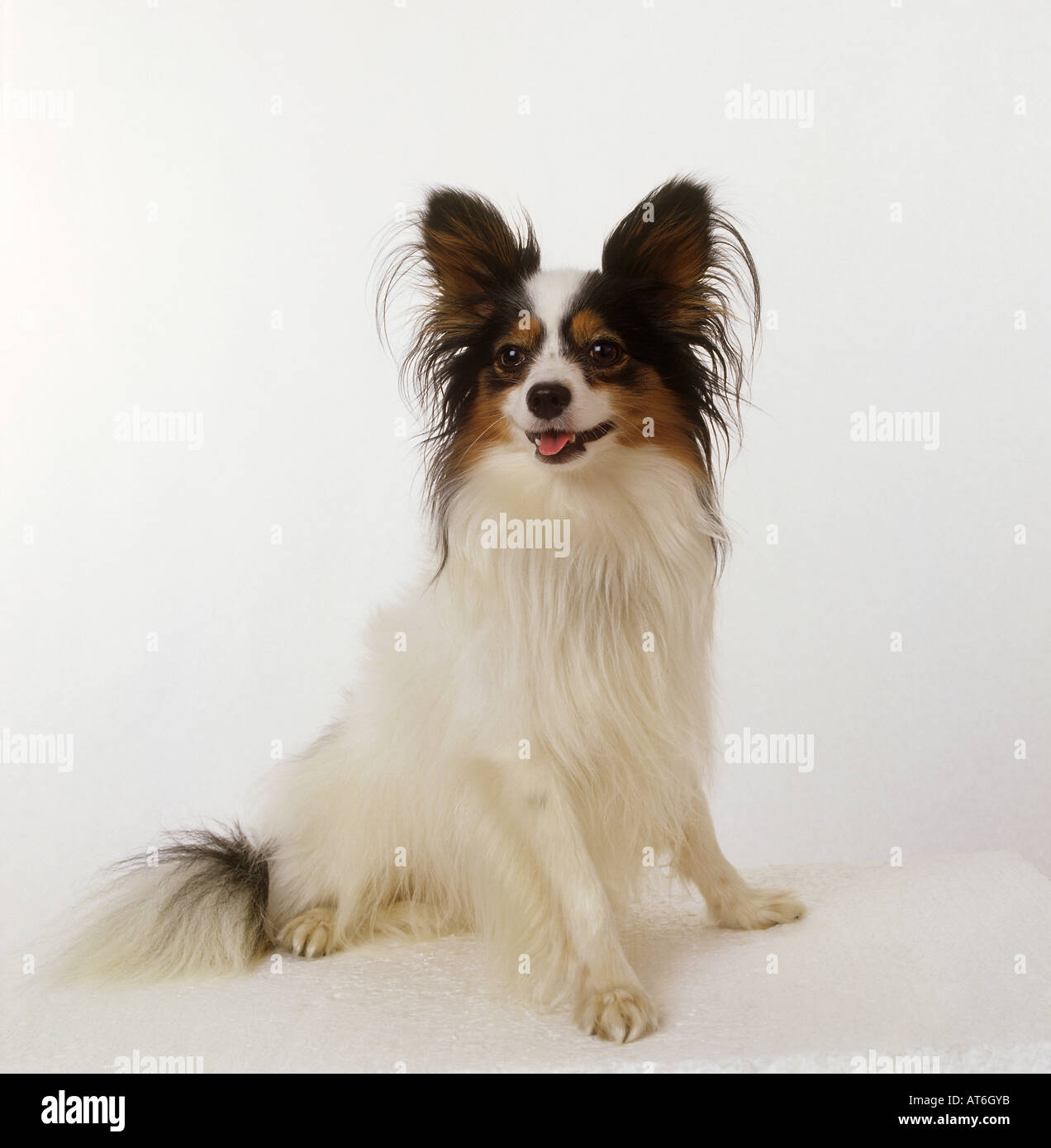 Papillon - sitting - cut out Stock Photo - Alamy