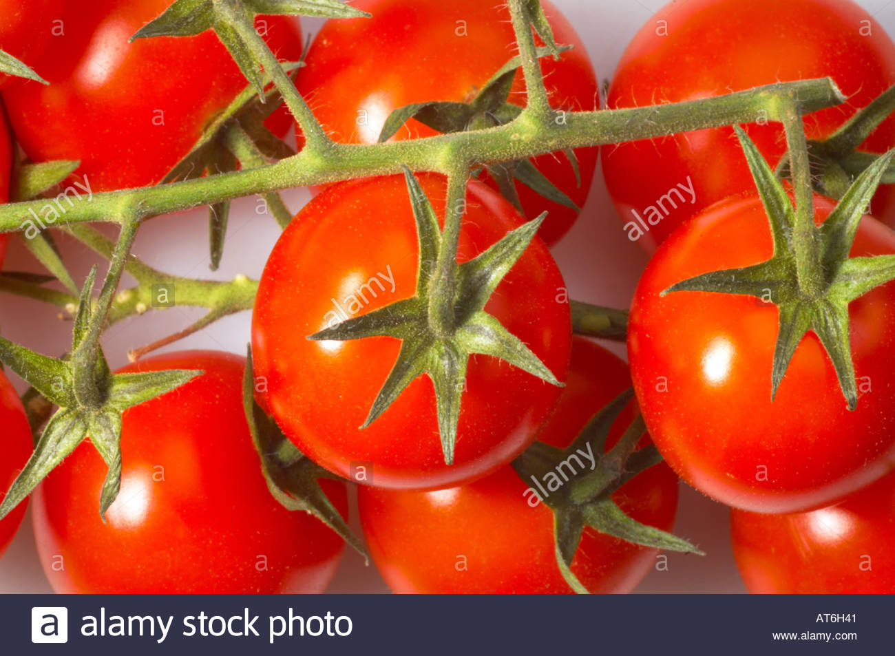 Lycopersicon lycopersicum tomatoes tomato on the vine tomato vegetables vegetable hi-res stock ...