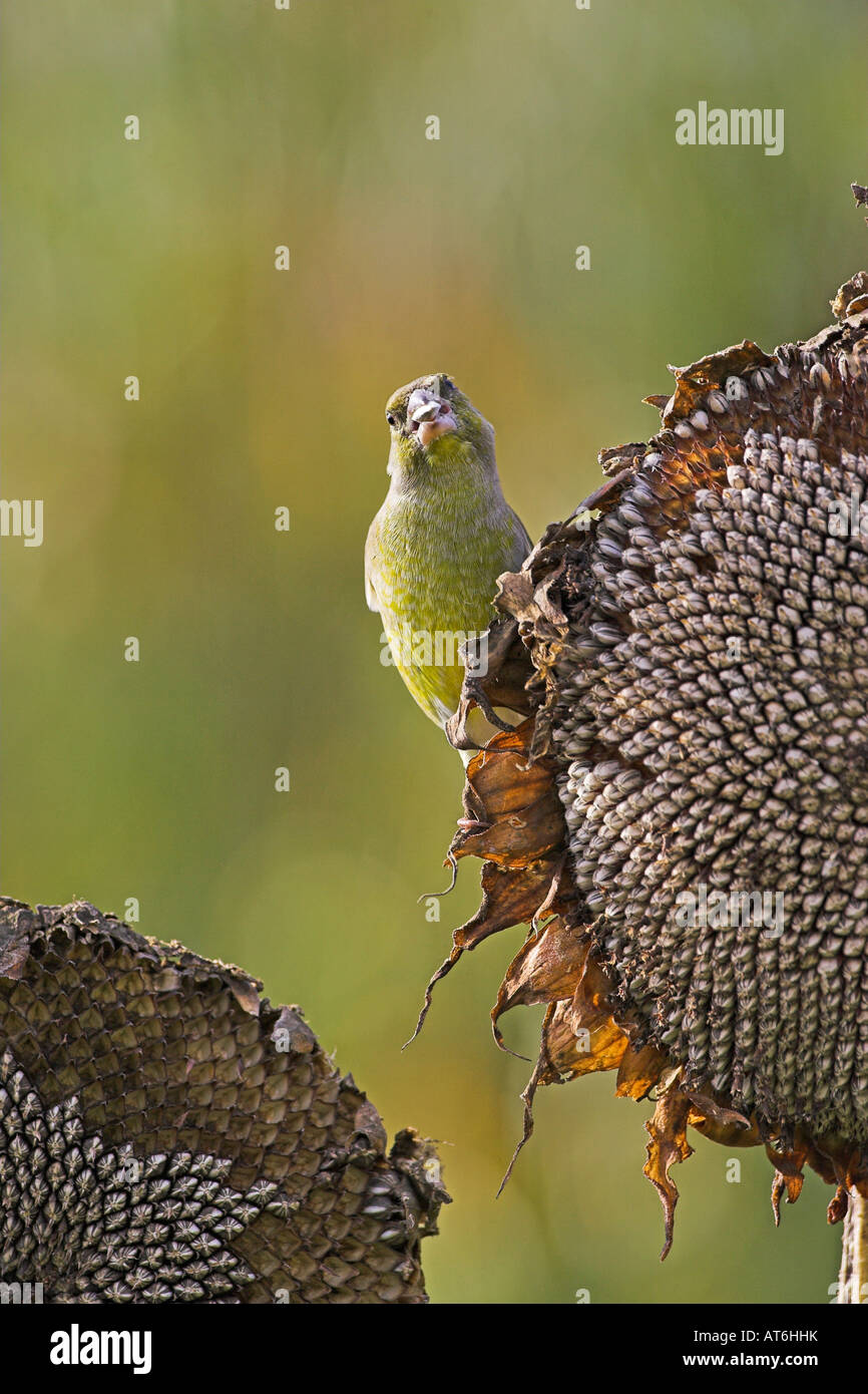 European greenfinch Carduelis chloris on sunflower seed head in garden ...