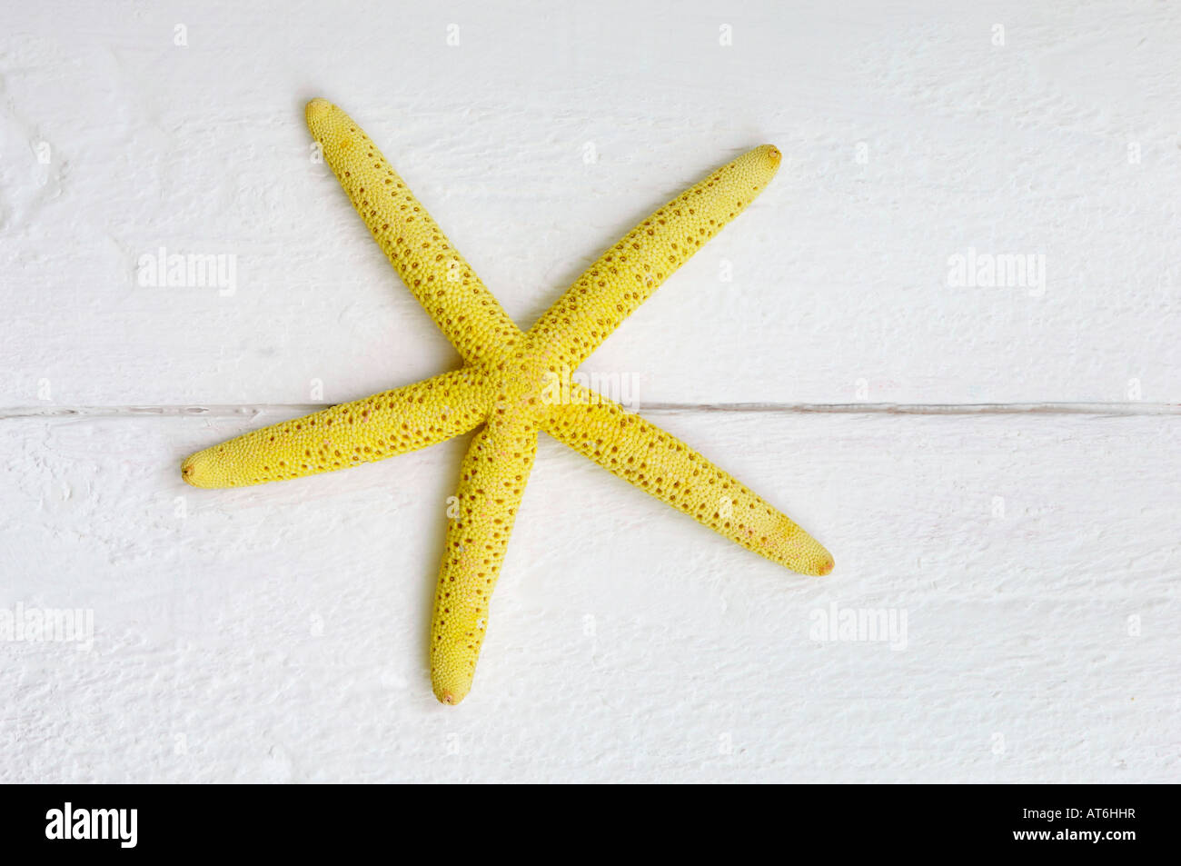 Yellow Starfish, close-up Stock Photo - Alamy