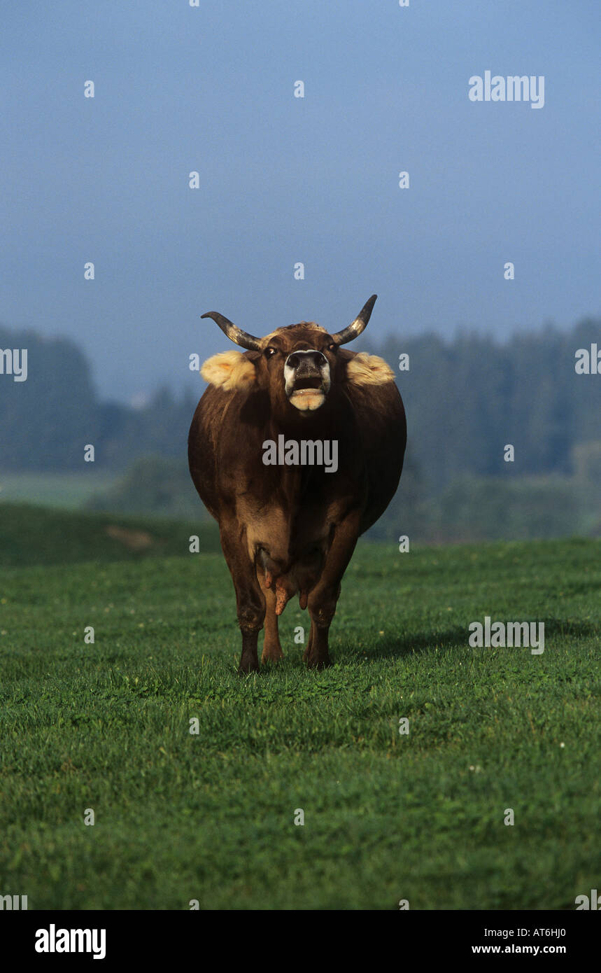 Pinzgauer cattle - standing on meadow Stock Photo - Alamy
