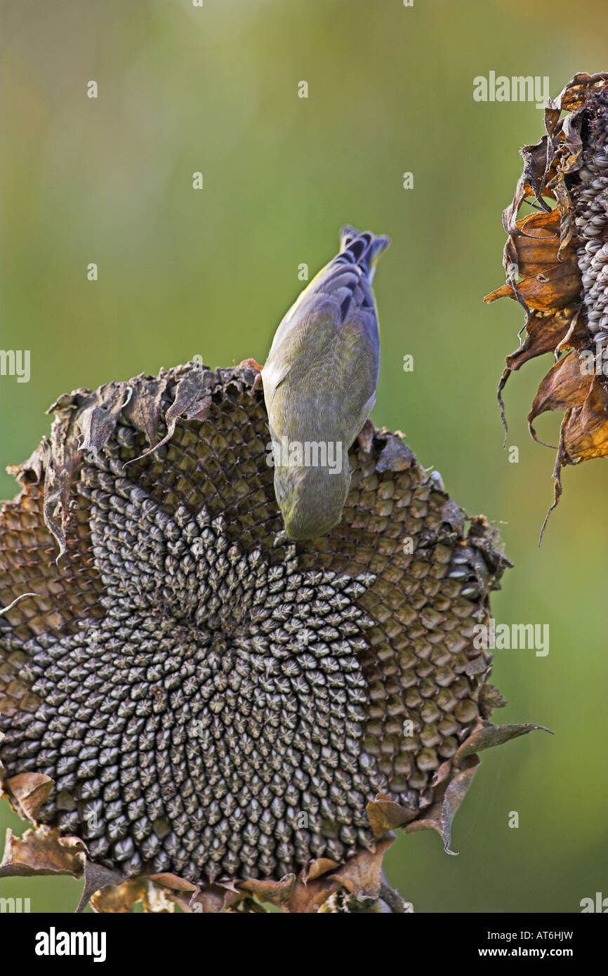 European greenfinch Carduelis chloris on sunflower seed head in garden ...