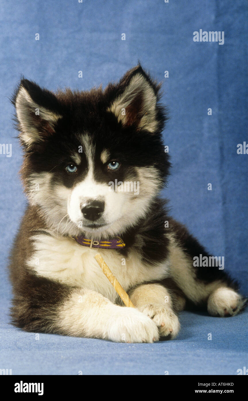 Husky dog puppy with treat Stock Photo - Alamy