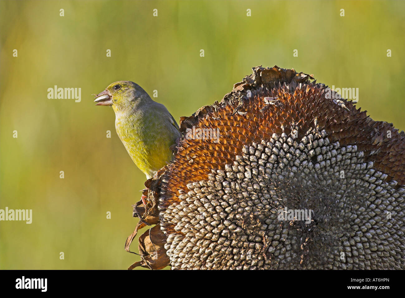 European greenfinch Carduelis chloris on sunflower seed head in garden ...