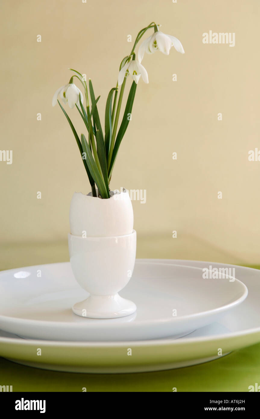 Eggshell plates hi-res stock photography and images - Alamy