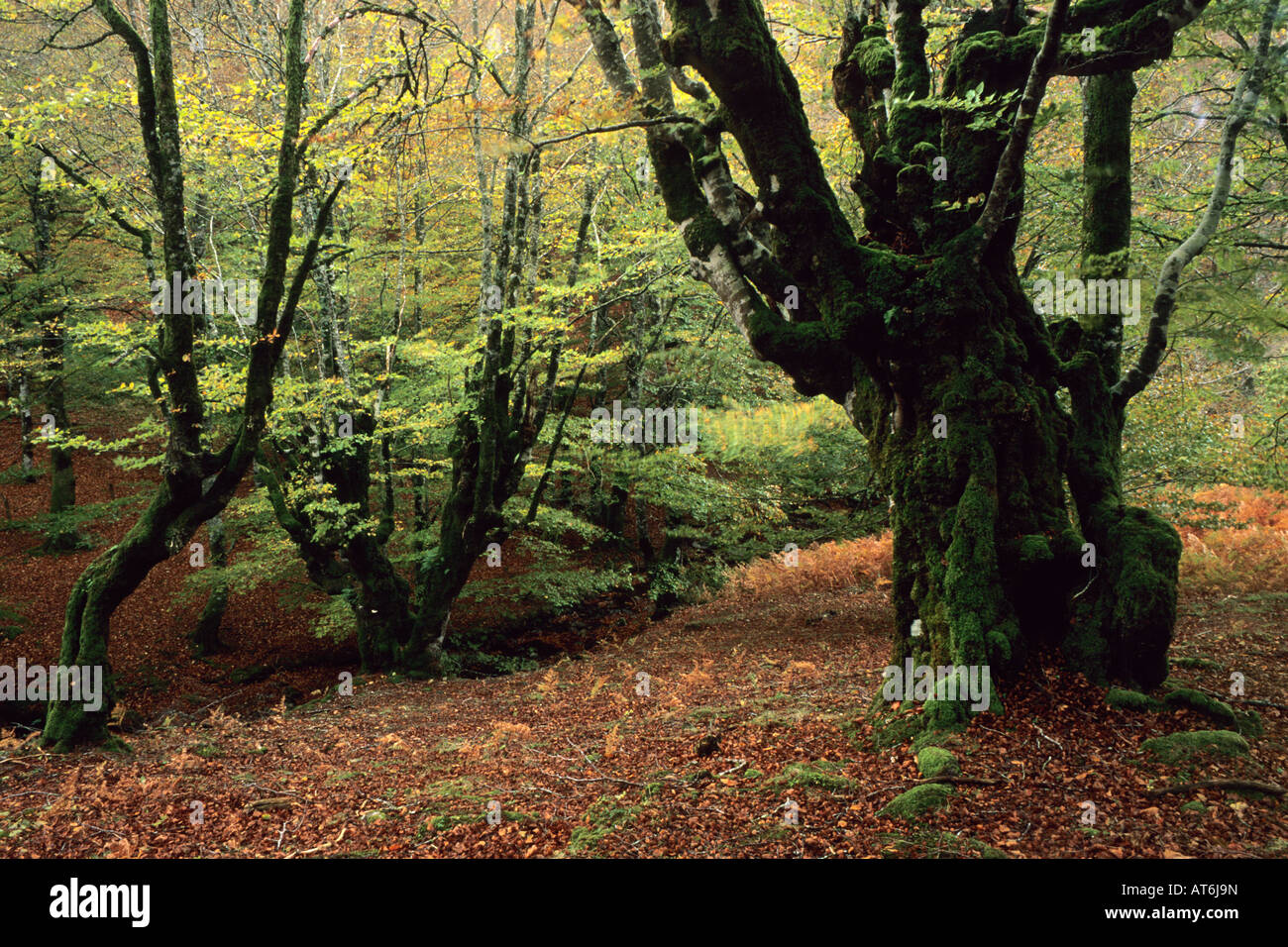 Forest at Selva de Irati, Navarra Pyrenees Spain Stock Photo - Alamy