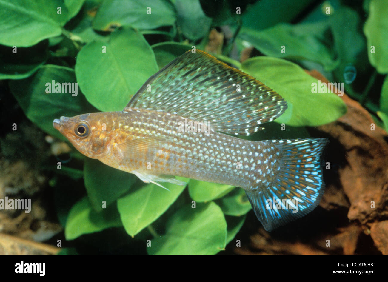 Yucatan molly poecilia velifera poeciliidae hi-res stock photography ...