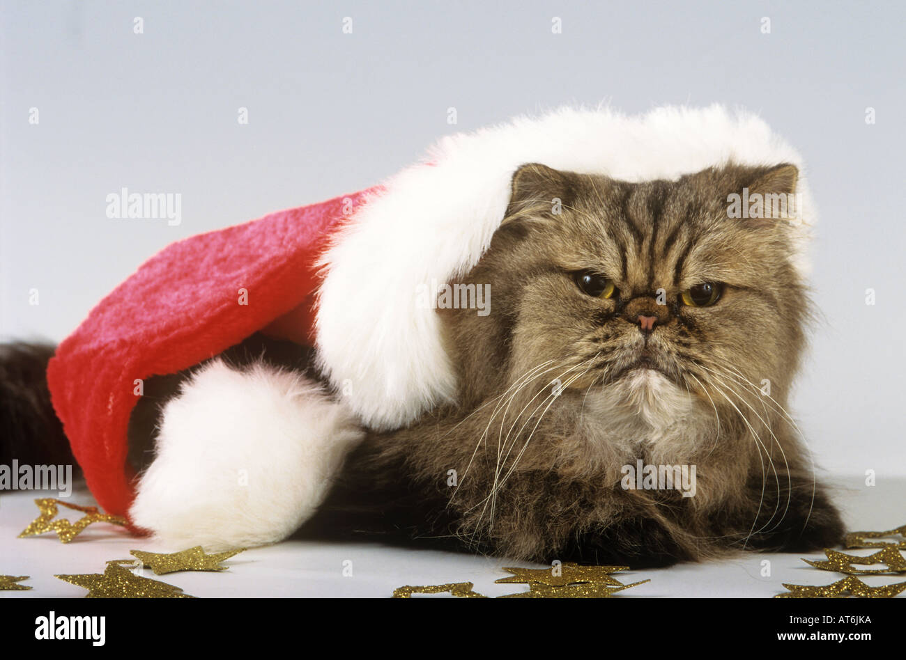 Persian cat in Santa Claus cap Stock Photo - Alamy