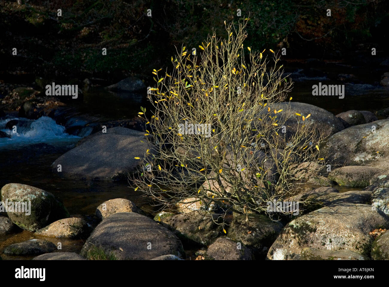 Badgers Holt on the River Dart Dartmoor National Park Devon England ...