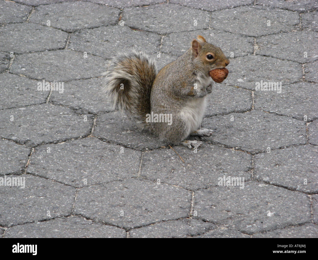 On an autumn day, a New York City squirrel finds a nut to store against ...