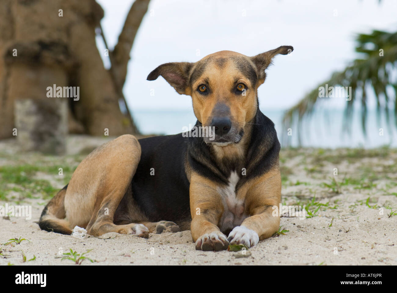 Samoan dog hi-res stock photography and images - Alamy