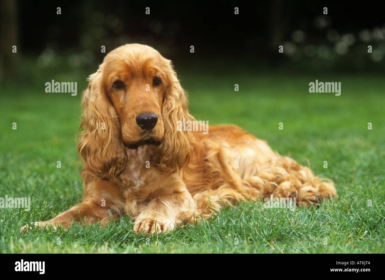 English cockers spaniels hi-res stock photography and images - Alamy