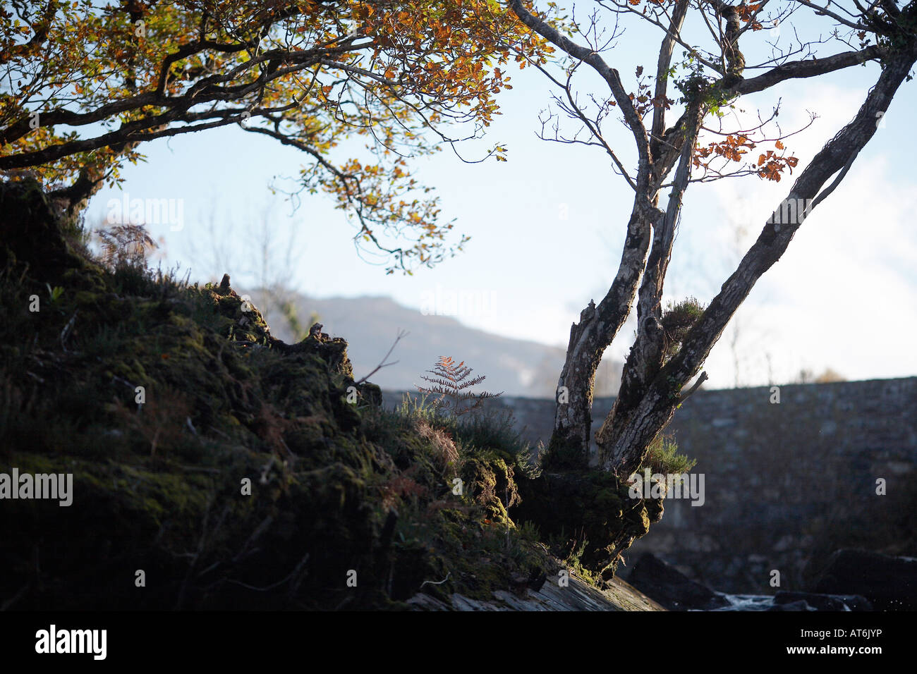 Tree Overhanging Cliff in Killarney National Park, County Kerry ...