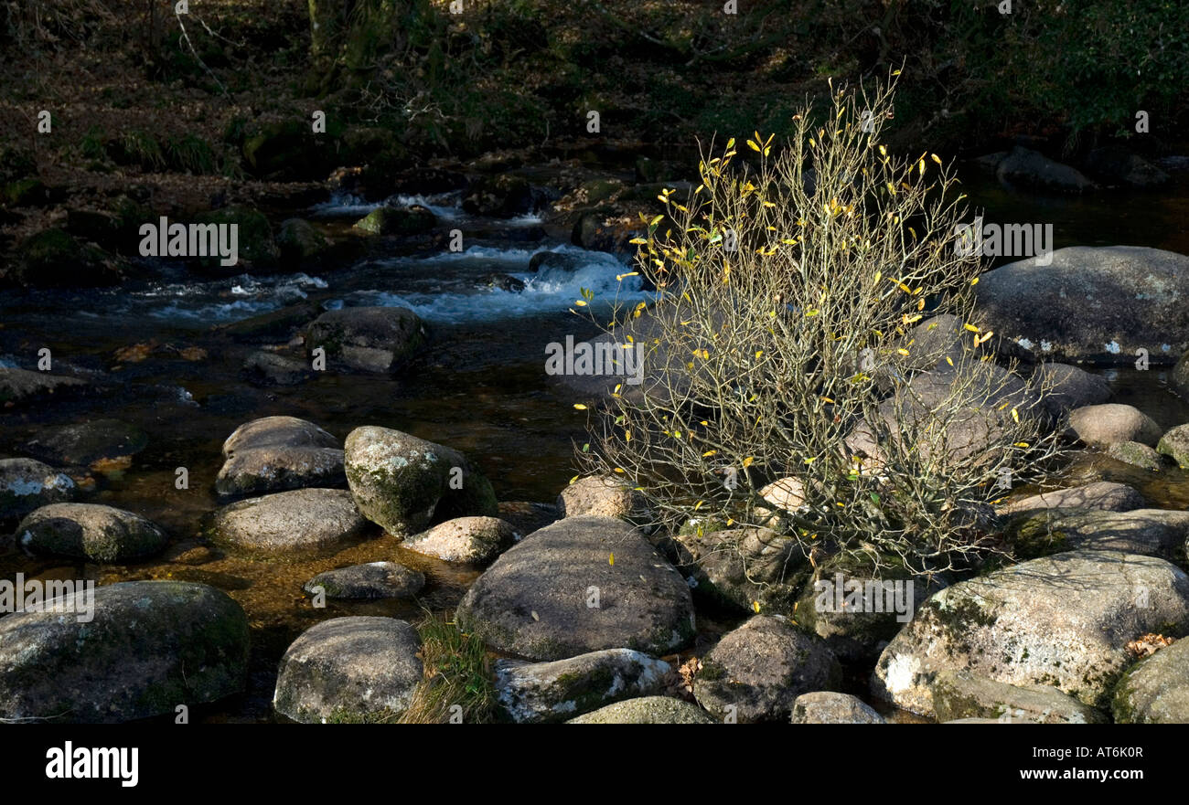 Badgers Holt on the River Dart Dartmoor National Park Devon England ...