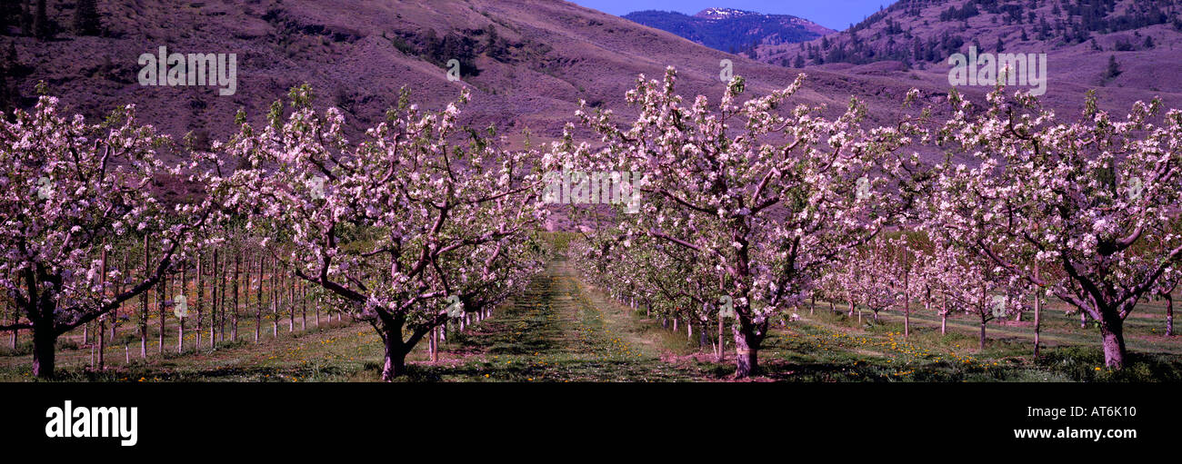 An Apple Tree Orchard in Bloom in Spring in the South Okanagan Valley ...