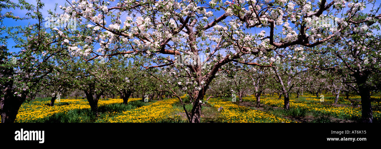 An Apple Tree Orchard in Bloom in Spring in the South Okanagan Valley ...