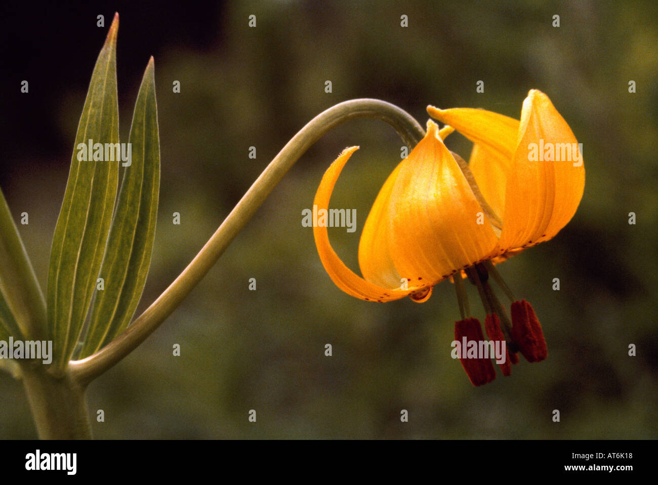 Tiger Lily aka Columbia Lily (Lilium columbianum) - Yellow Wild Flower ...