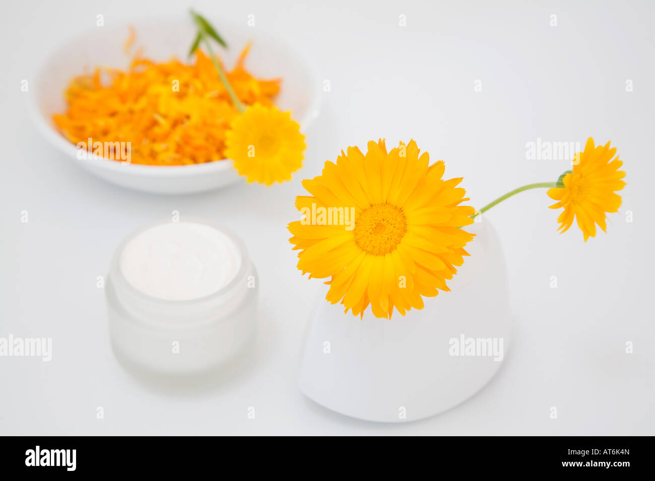 Calendula officinalis cream hi-res stock photography and images - Alamy