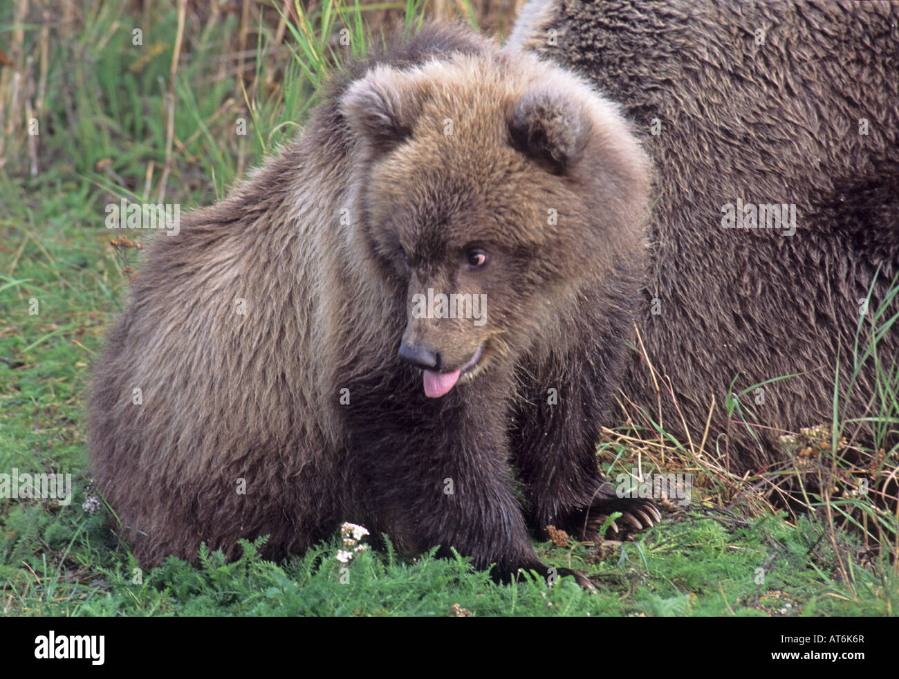Stock photo of an Alaskan brown bear cub looking back and sticking his ...