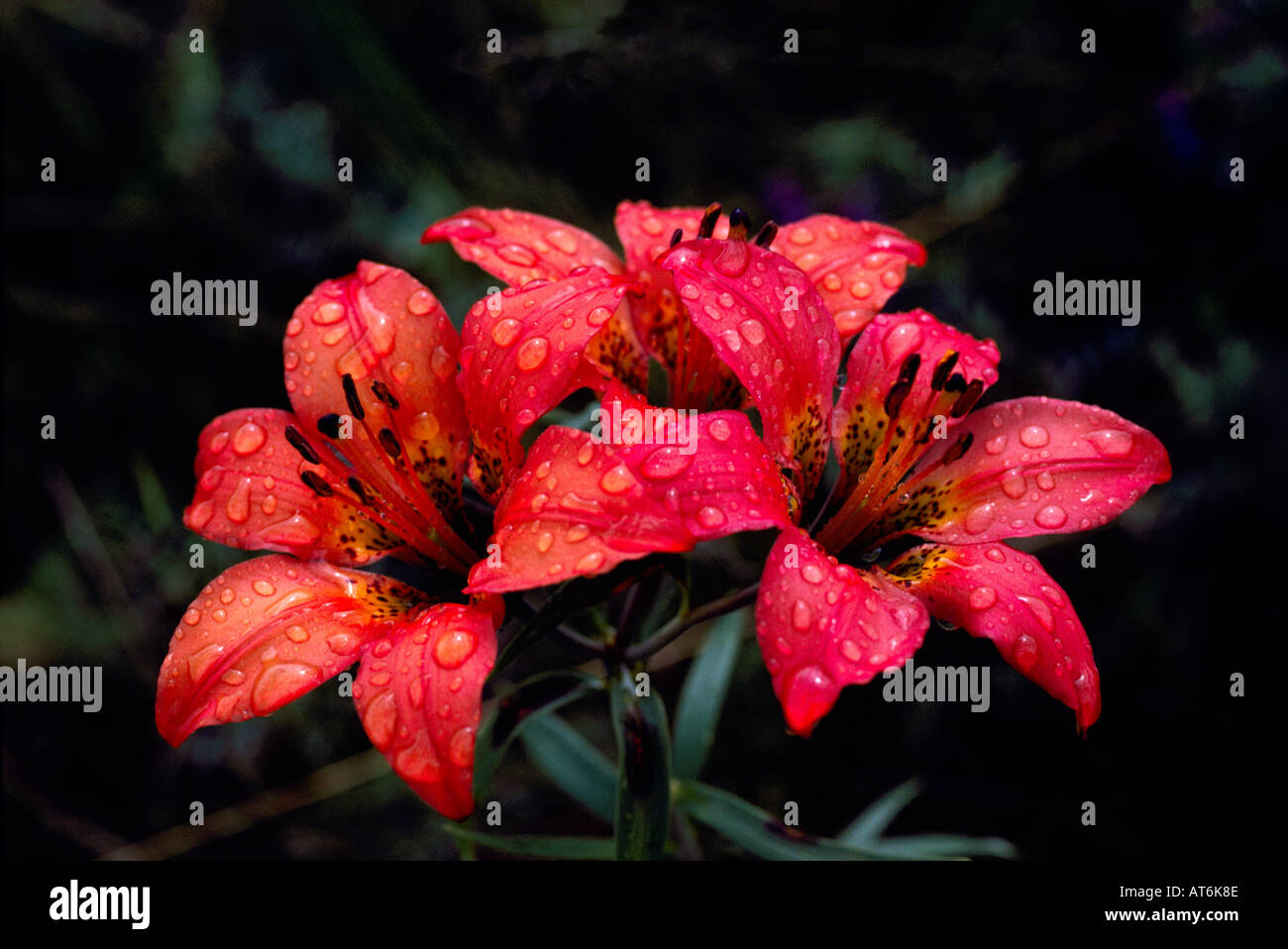 Wood Lily (Lilium philadelphicum) in bloom - Red Wild Flowers ...