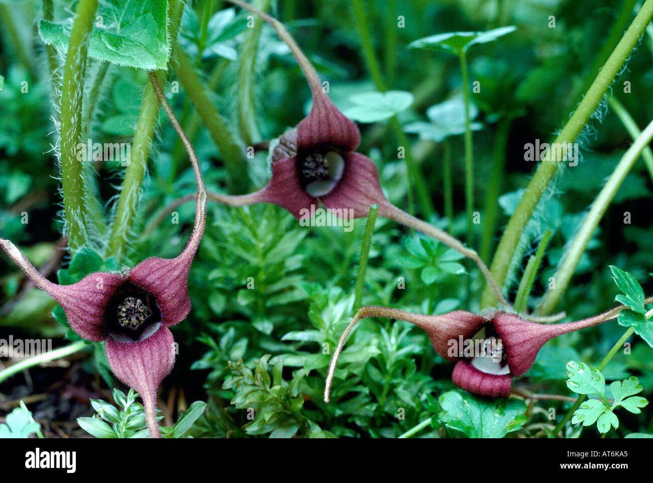 Wild Ginger (Asarum caudatum) in bloom - Wild Flowers / Wildflowers ...