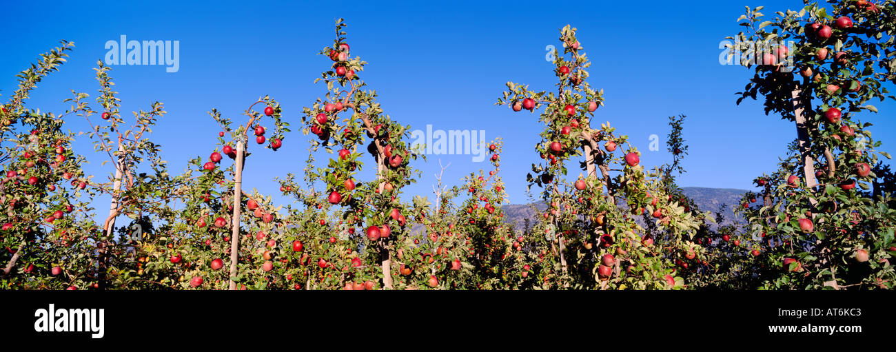 Okanagan apples ripe in orchard hi-res stock photography and images - Alamy