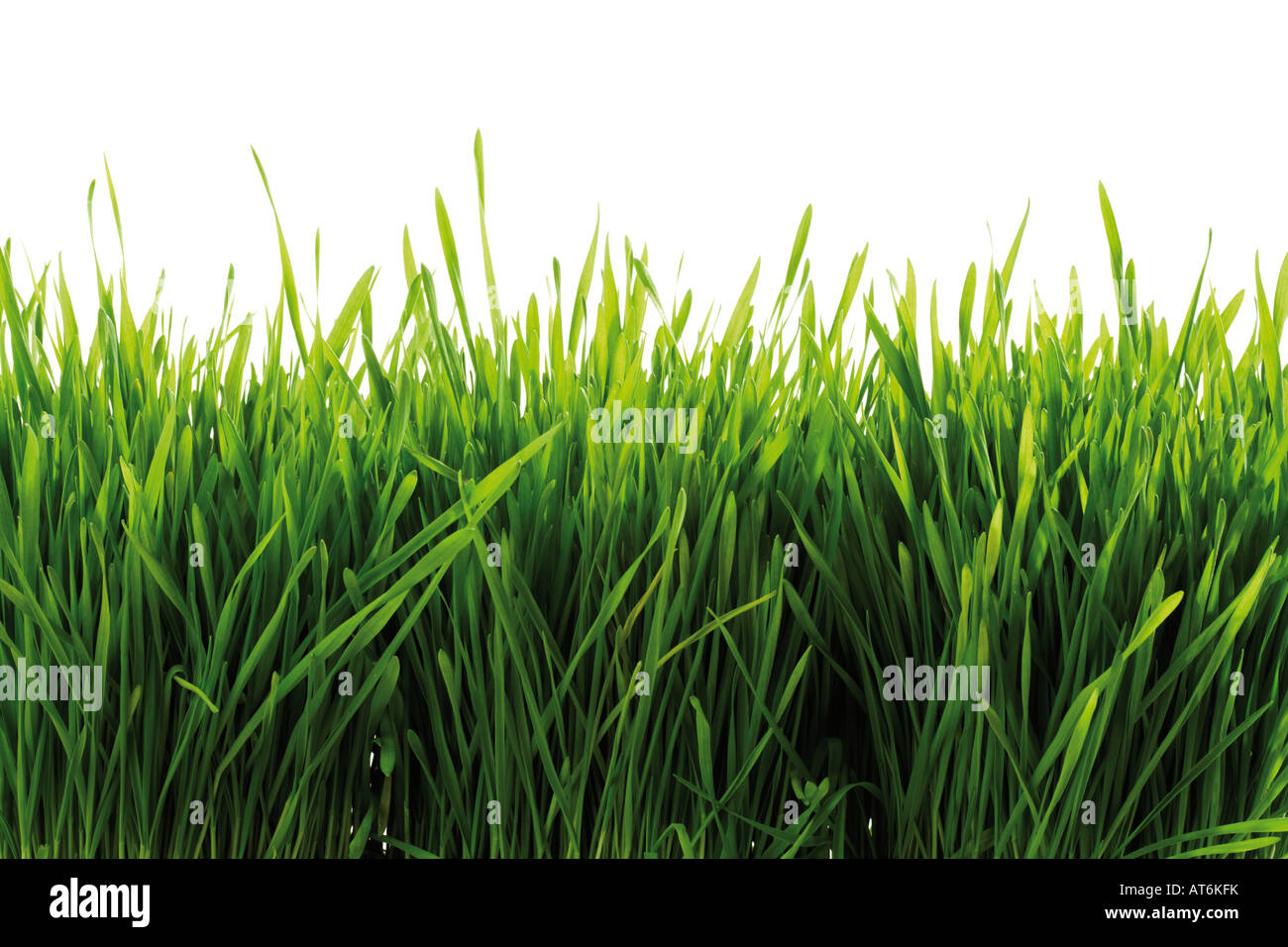 Grass hi-res stock photography and images - Alamy