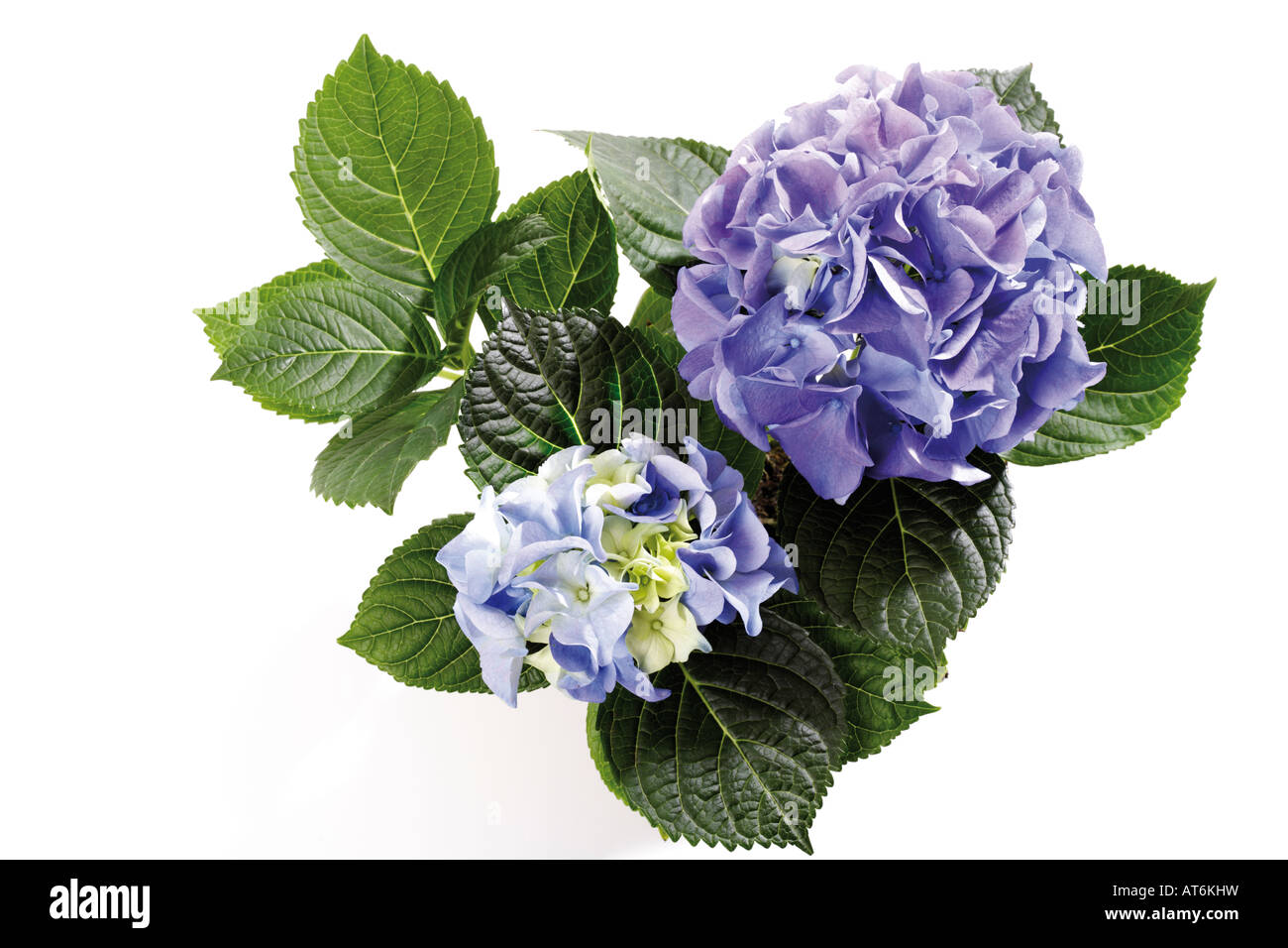 Hydrangea without leaves hi-res stock photography and images - Alamy