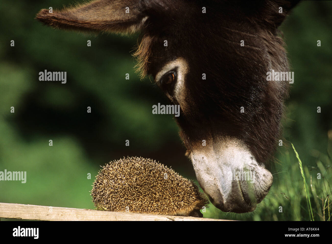 Domestic burros hi-res stock photography and images - Alamy