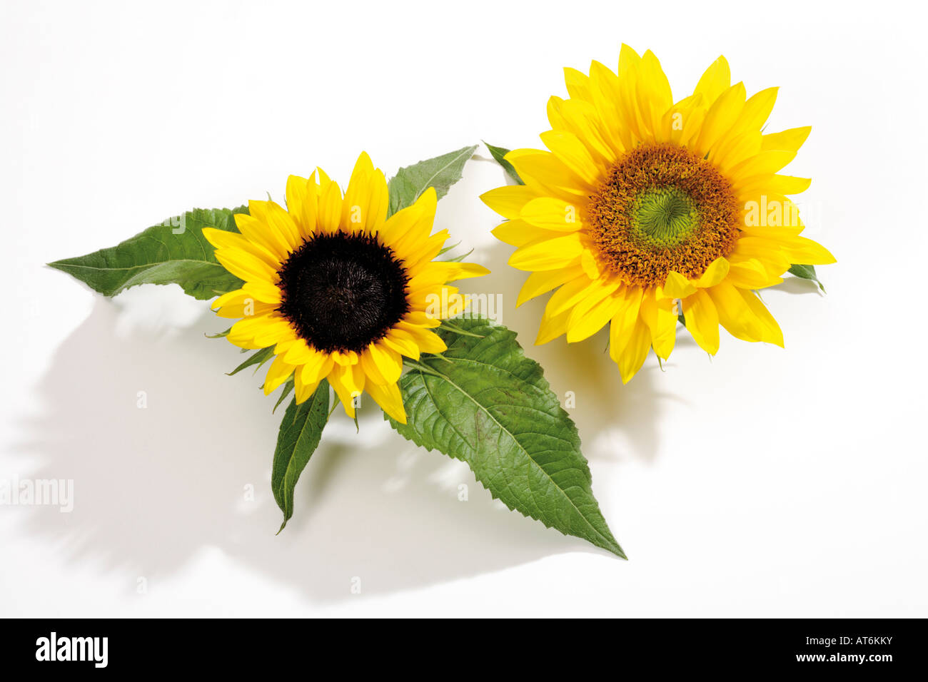 Still life with two sunflowers hi-res stock photography and images - Alamy